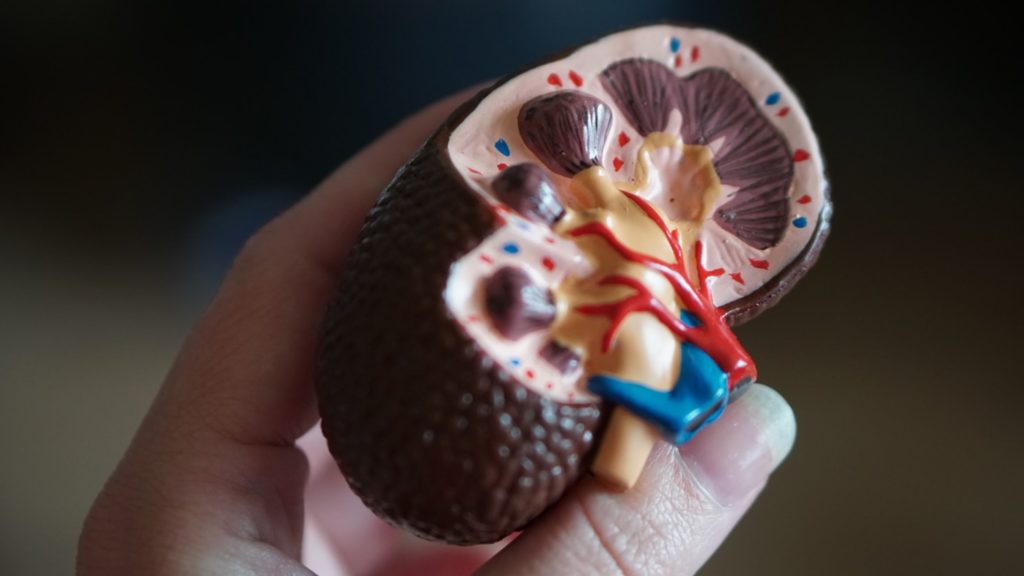 Study of TIVUS renal denervation system for hypertension treatment ...